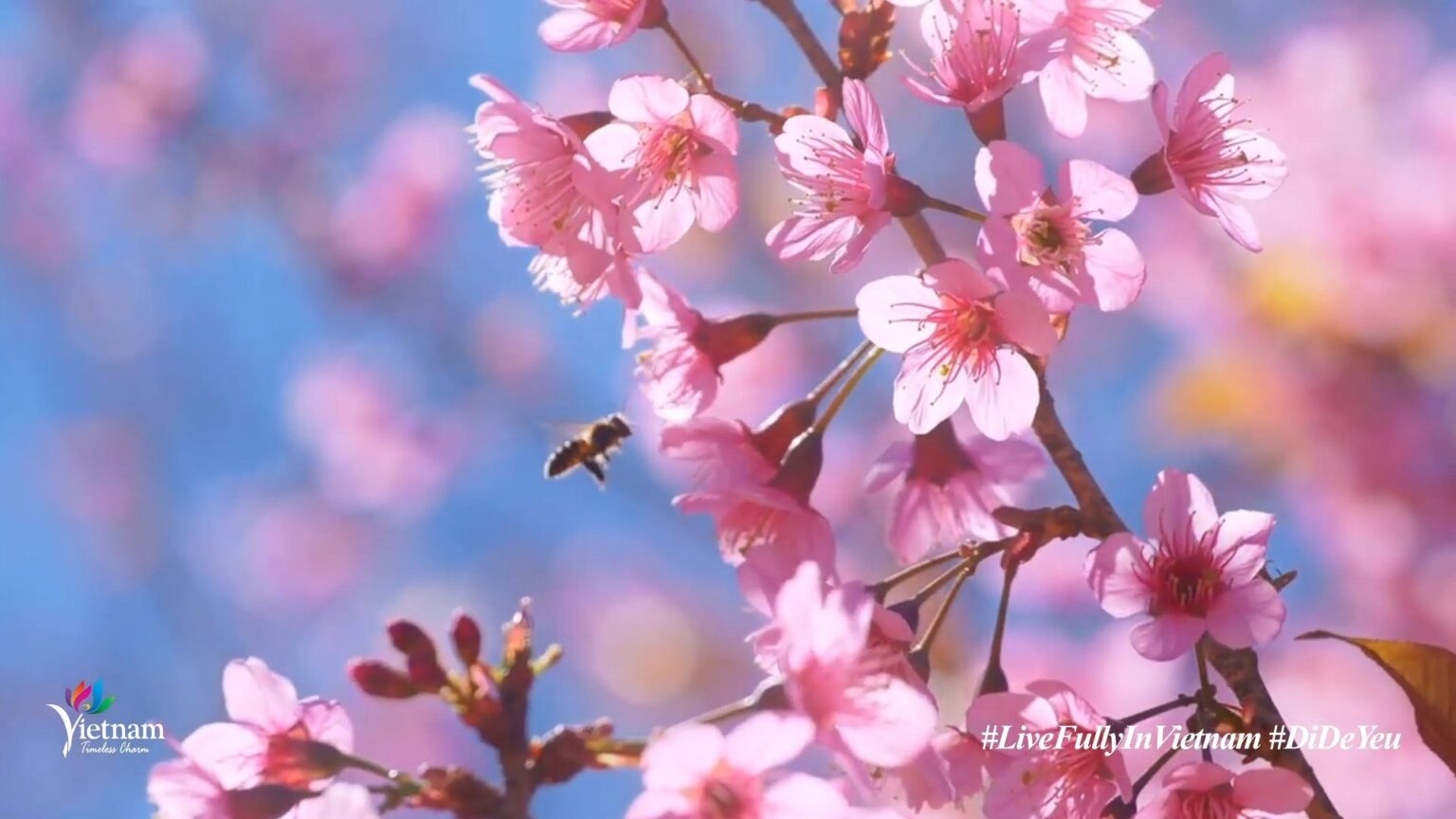 ‘Discover Vietnam - Spring reunion’ - another warm and full of ...